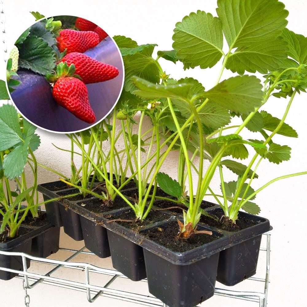 Răsaduri Căpșuni - Căpșuni EU